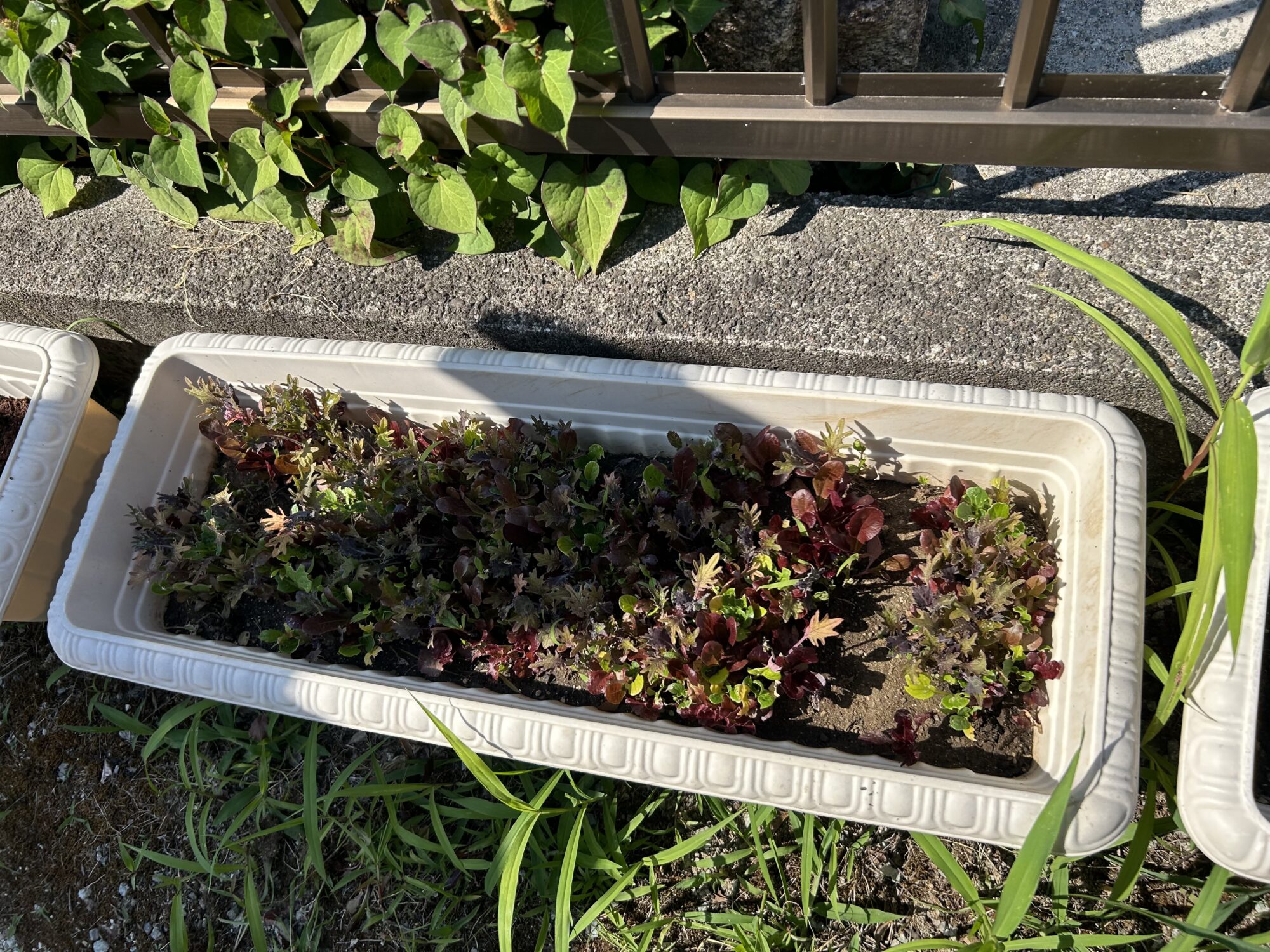 プランター日記② - novalue - 自分らしさで彩るメディア