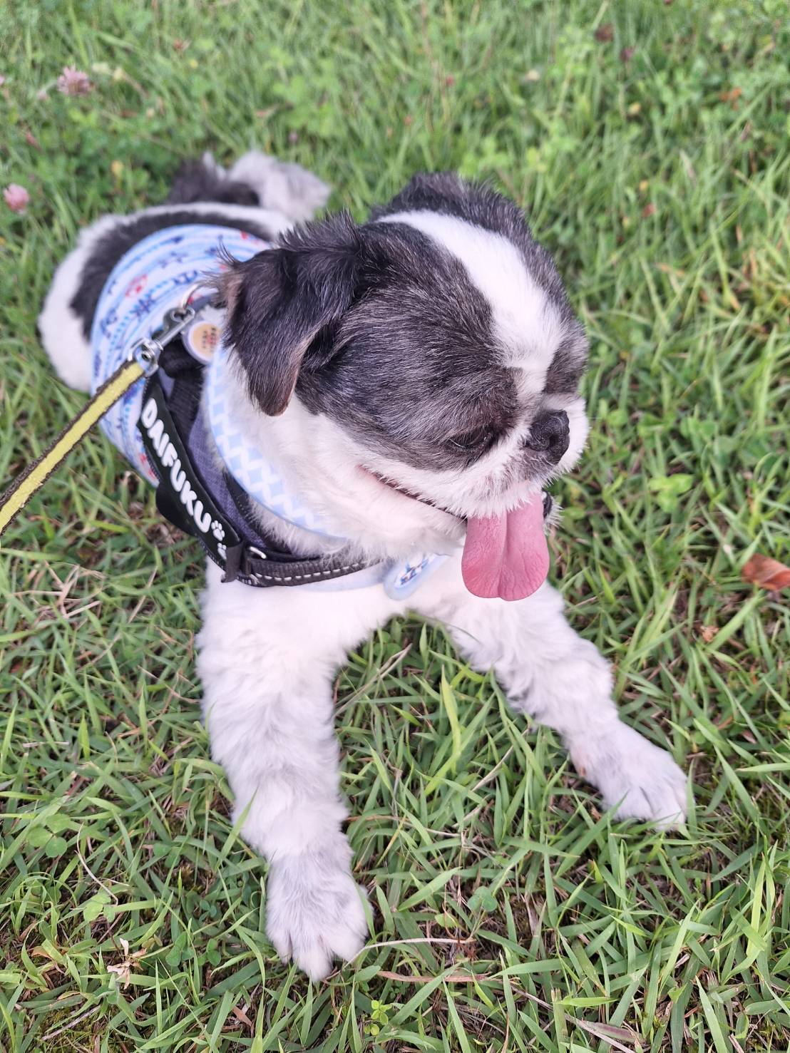 興奮！！！オモチャと戯れる大福くん♡ - novalue - 自分らしさで彩るメディア