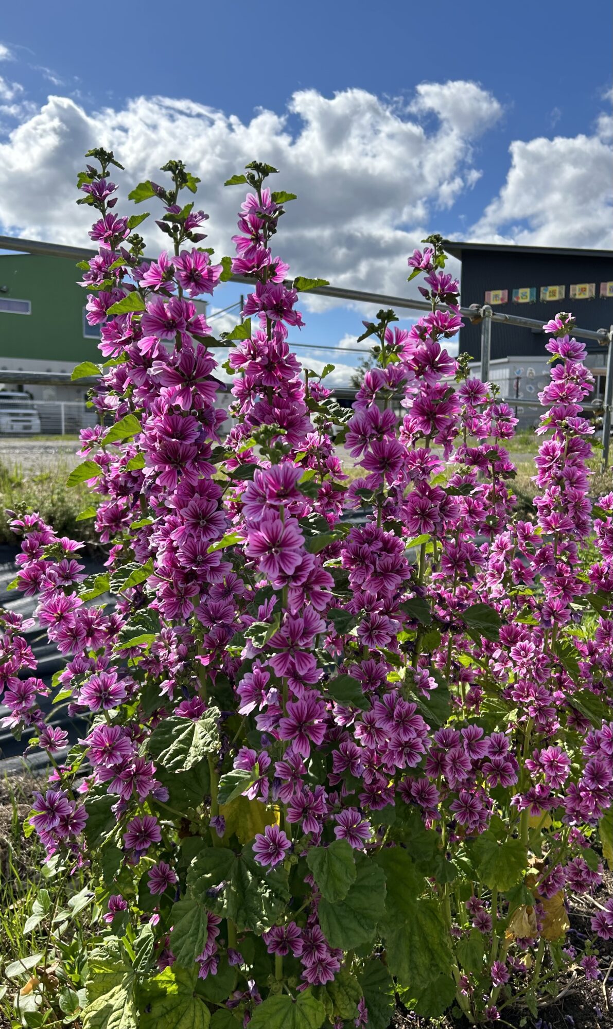 いつかの私に - novalue - 自分らしさで彩るメディア