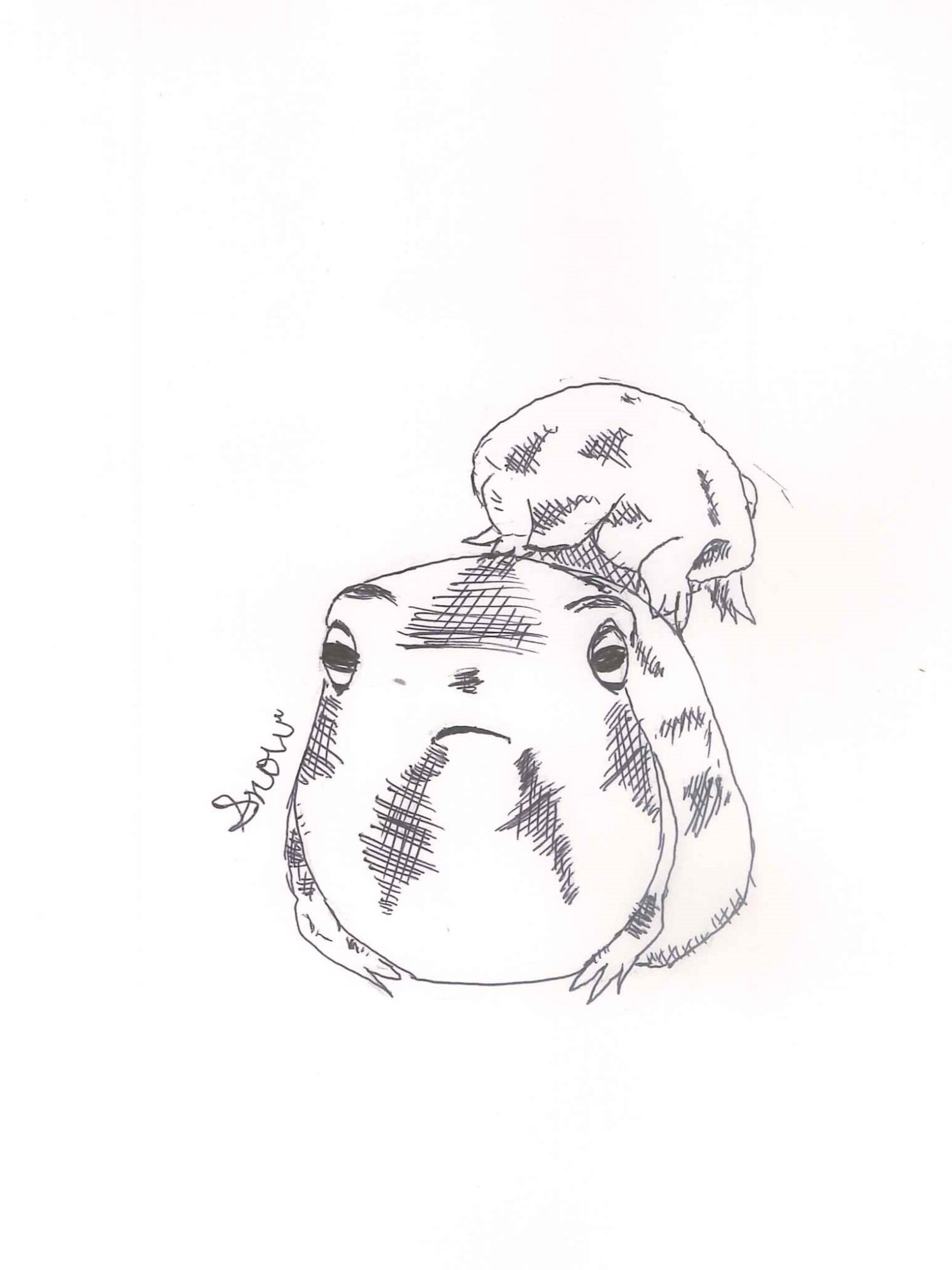 わらび餅カエルはきなこ味！？ - novalue - 自分らしさで彩るメディア