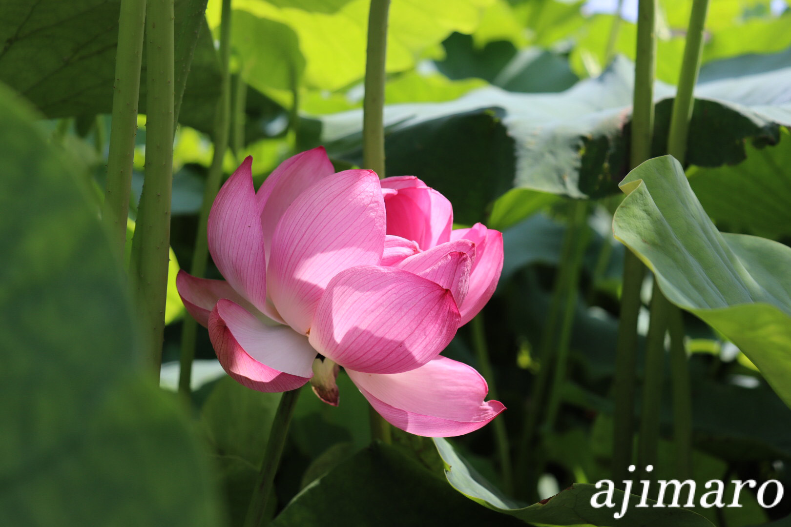 初夏の池を盛り上げる優雅な花～蓮の生態と食べ物・生薬としての蓮～ - novalue - 自分らしさで彩るメディア
