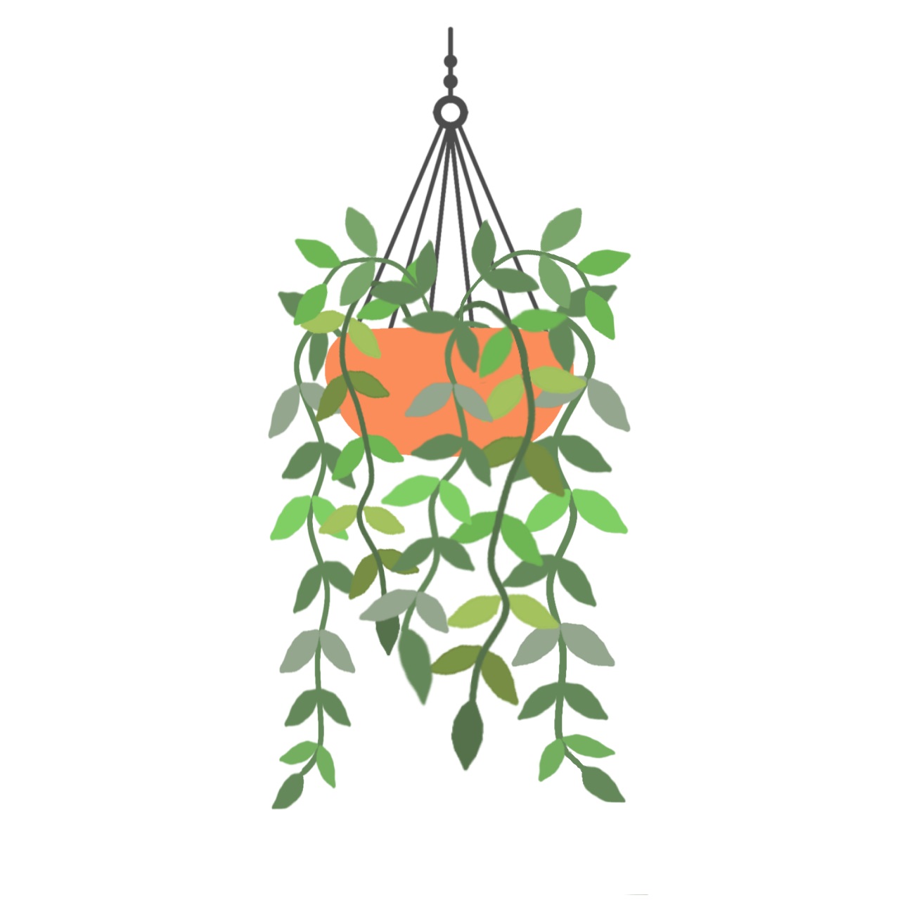 アジアンタム - novalue - 自分らしさで彩るメディア