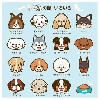 ペキチー（ペキニーズ×チワワ） - novalue - 自分らしさで彩るメディア