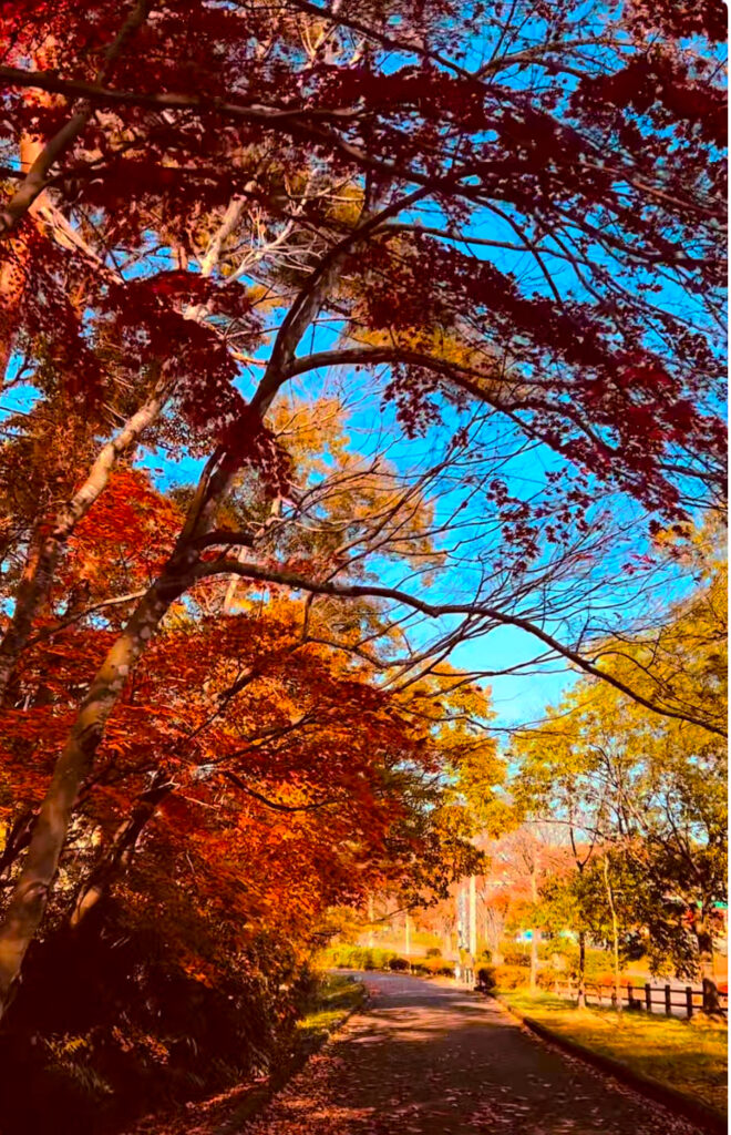 インスタ動画紹介「紅葉LOOP」 - novalue - 自分らしさで彩るメディア