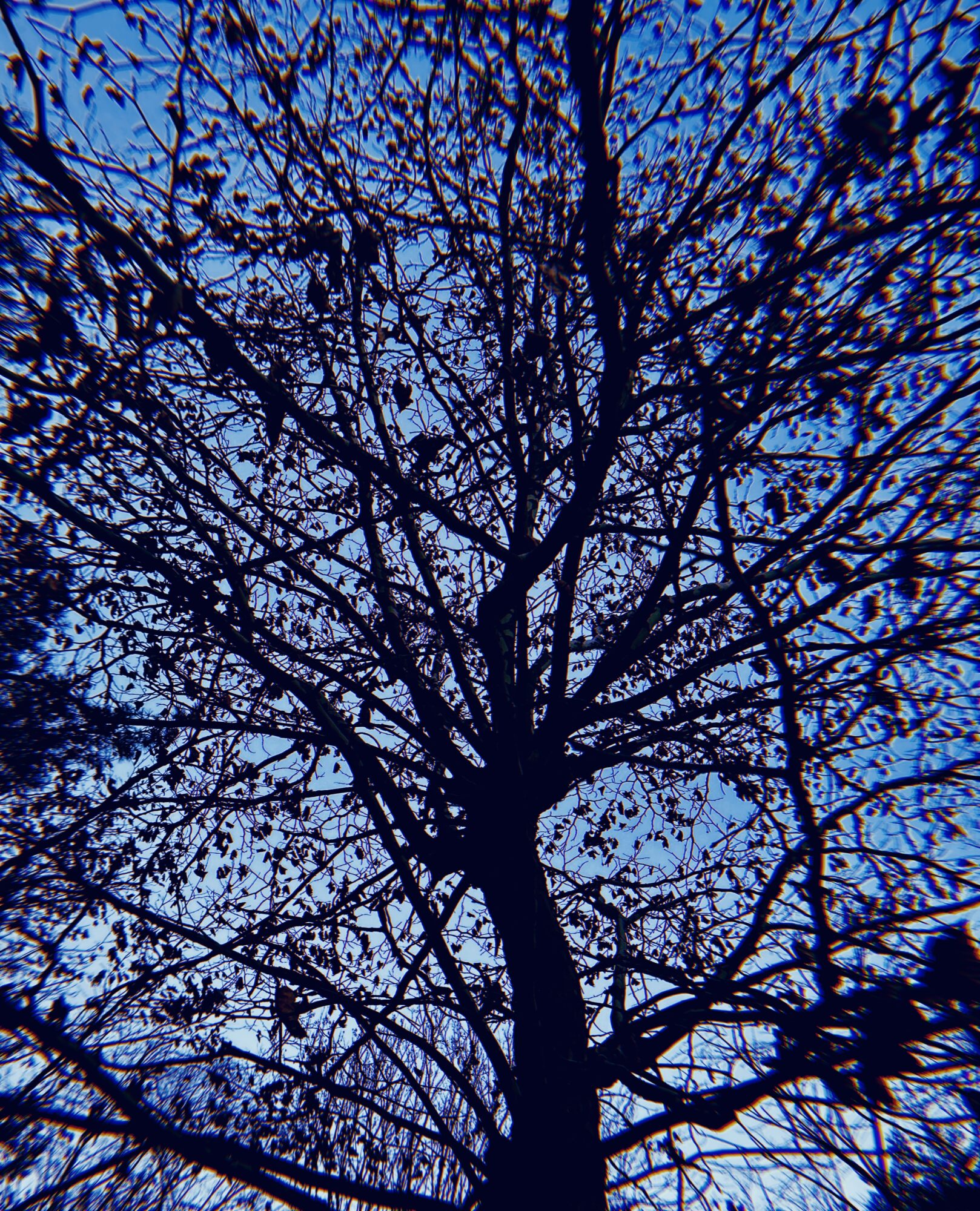 インスタ動画紹介「寒樹」 - novalue - 自分らしさで彩るメディア