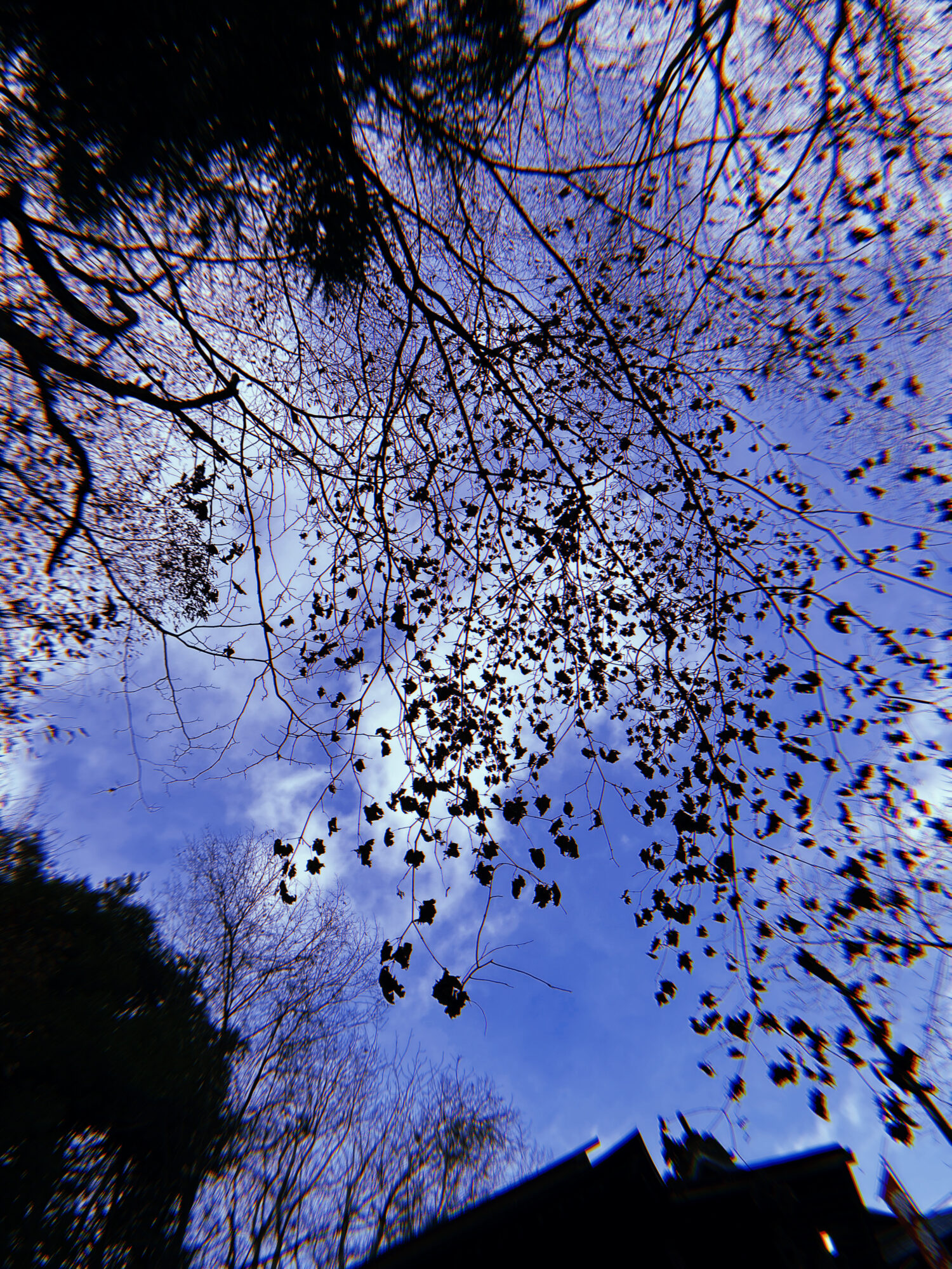 インスタ動画紹介「落葉樹」 - novalue - 自分らしさで彩るメディア