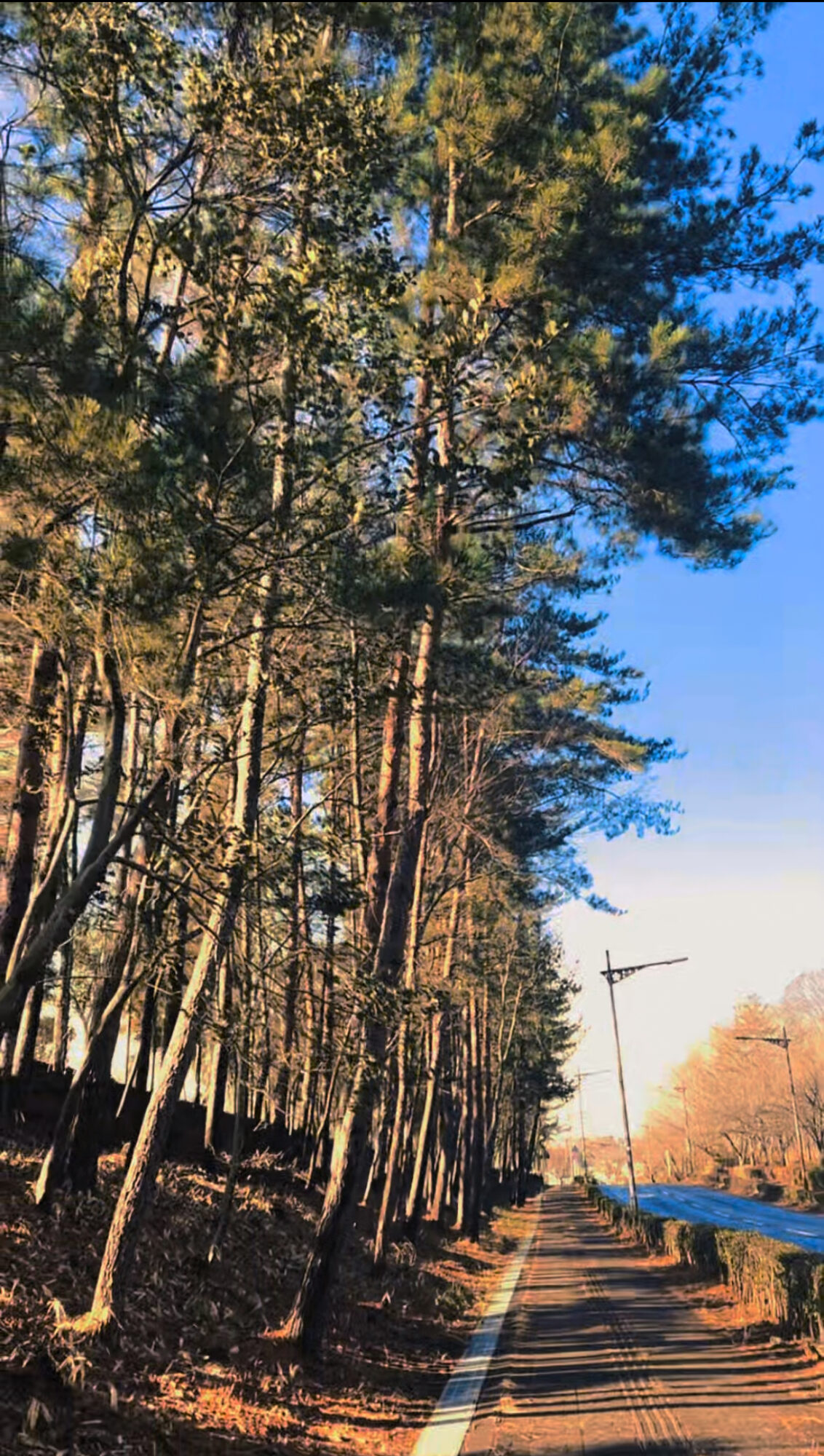 インスタ動画紹介「Dancing tree」 - novalue - 自分らしさで彩るメディア