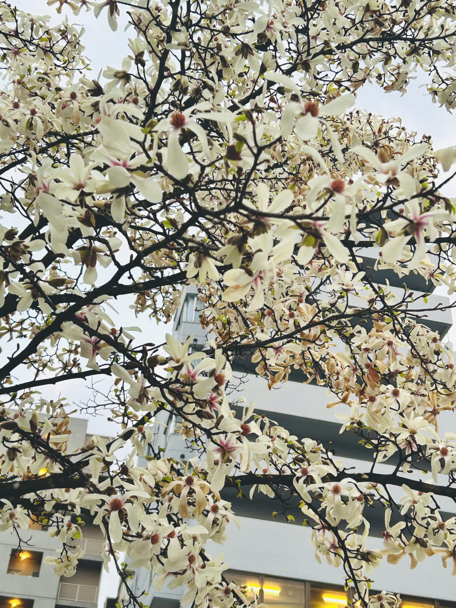 インスタ動画紹介「モクレンの花」 - novalue - 自分らしさで彩るメディア