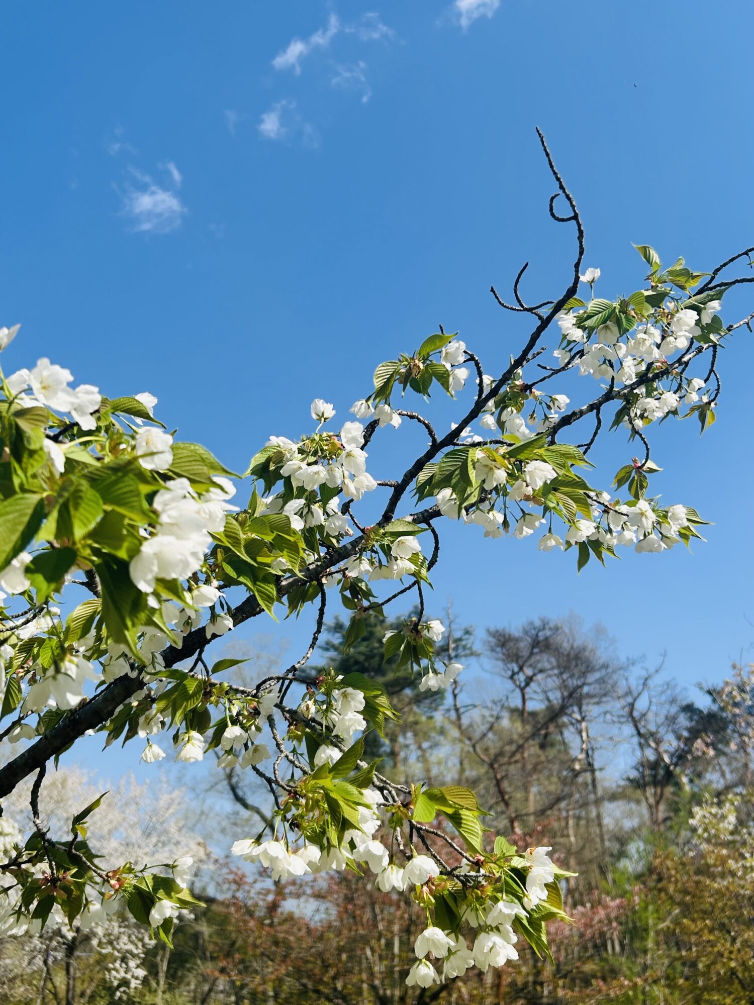 インスタ動画紹介「風に揺れる花」 - novalue - 自分らしさで彩るメディア