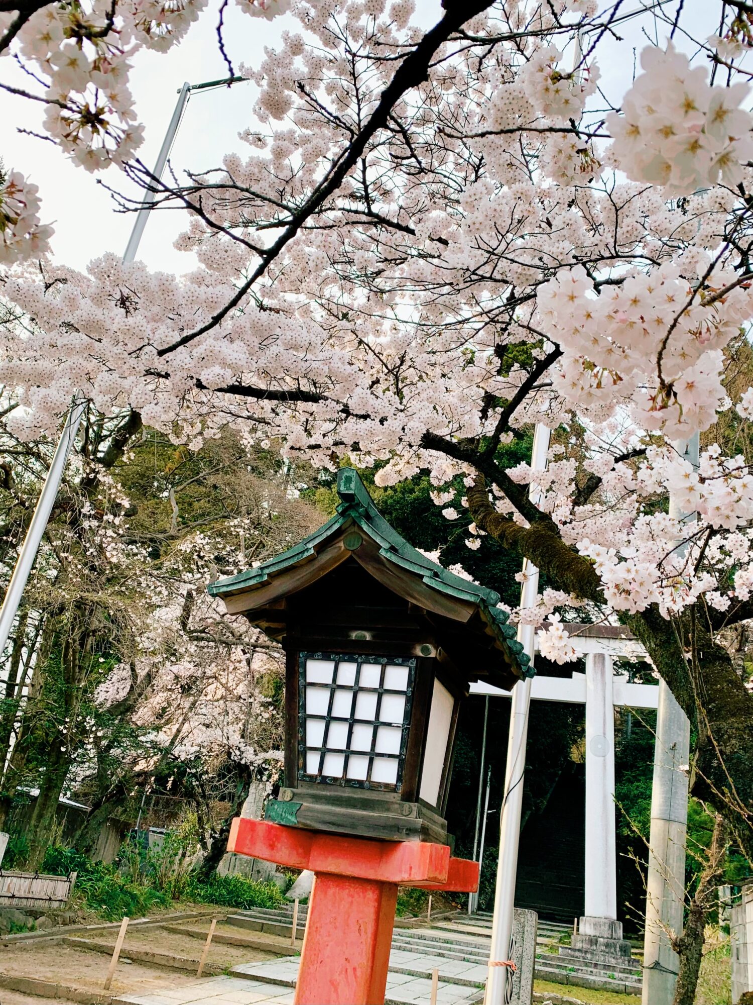 桜巡り - novalue - 自分らしさで彩るメディア